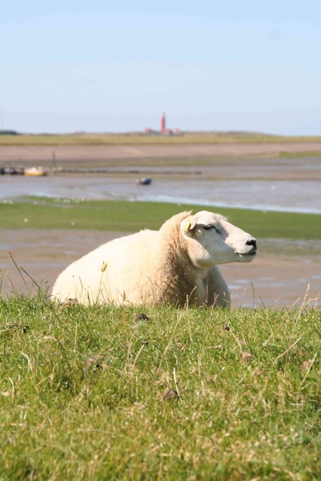 Het ultieme schaap - Texeler